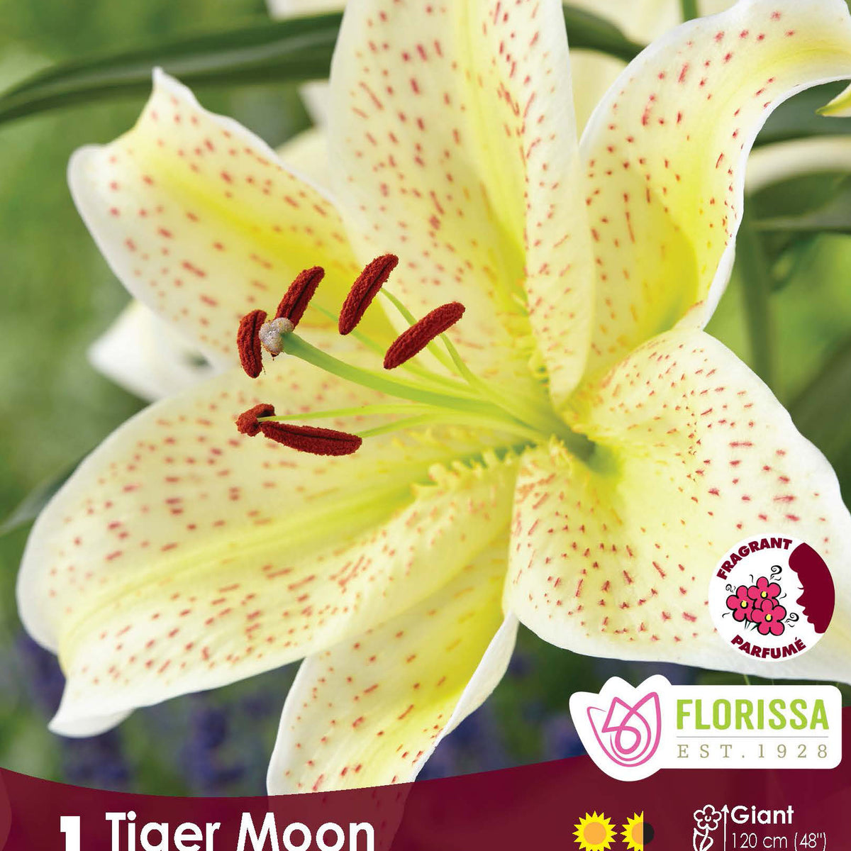 Lily Oriental - Tiger Moon Retail – Van Noort Bulb Co. Ltd.