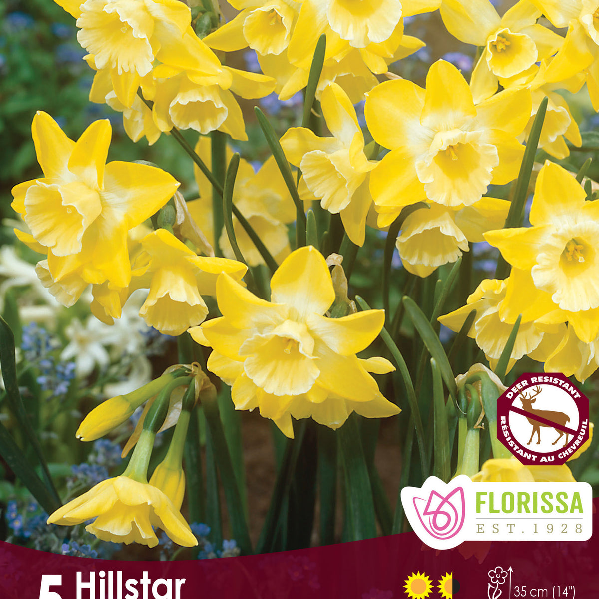Narcissus Rockgarden - Hillstar Retail – Van Noort Bulb Co. Ltd.
