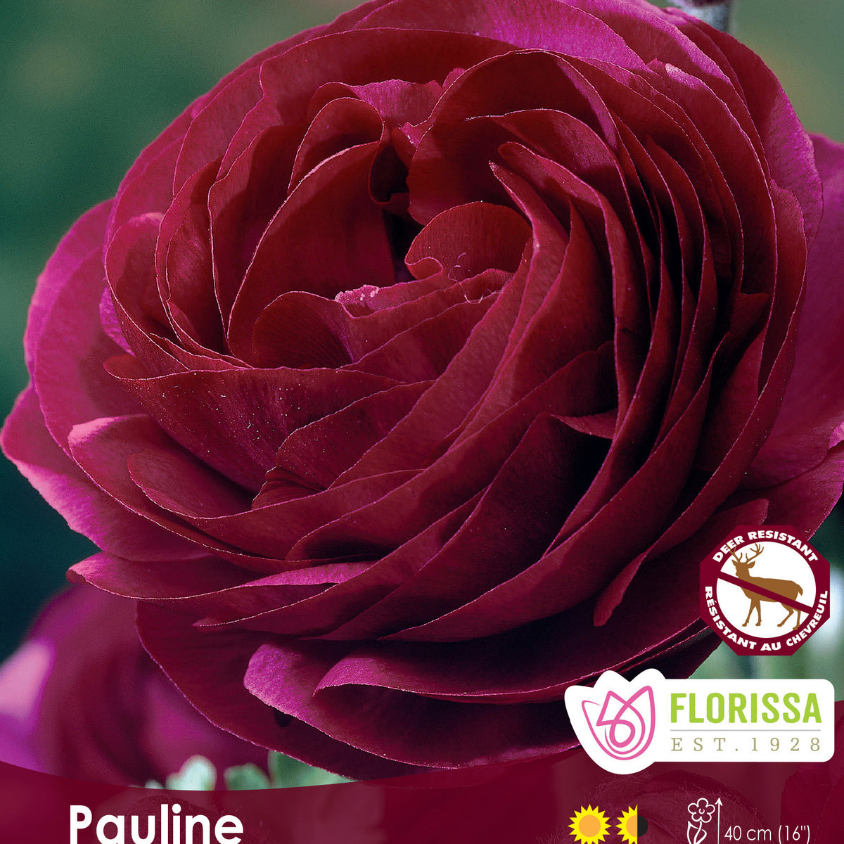 Ranunculus - Amandine Pauline Fall Bulk – Van Noort Bulb Co. Ltd.
