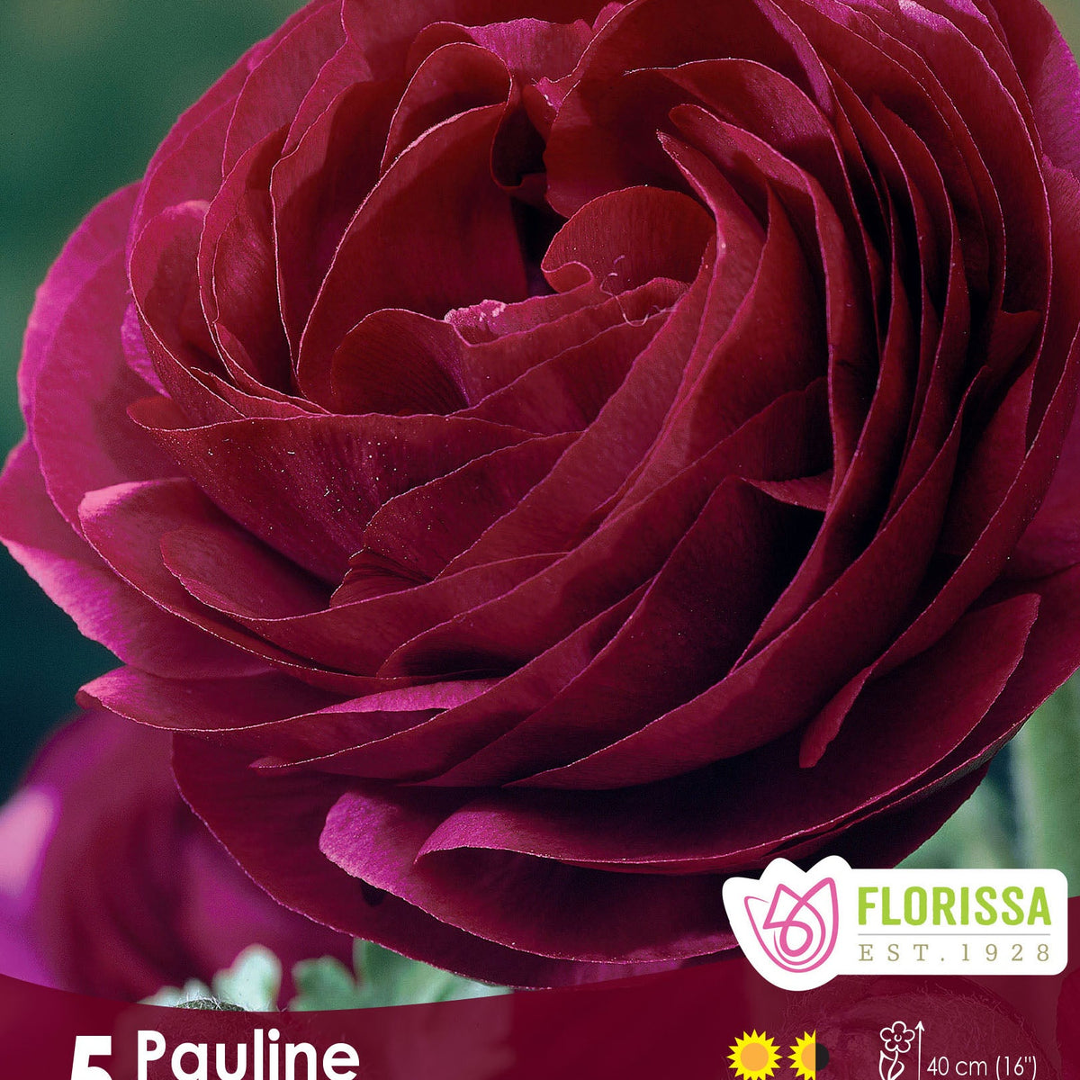 Ranunculus - Pauline Spring Bulk – Van Noort Bulb Co. Ltd.