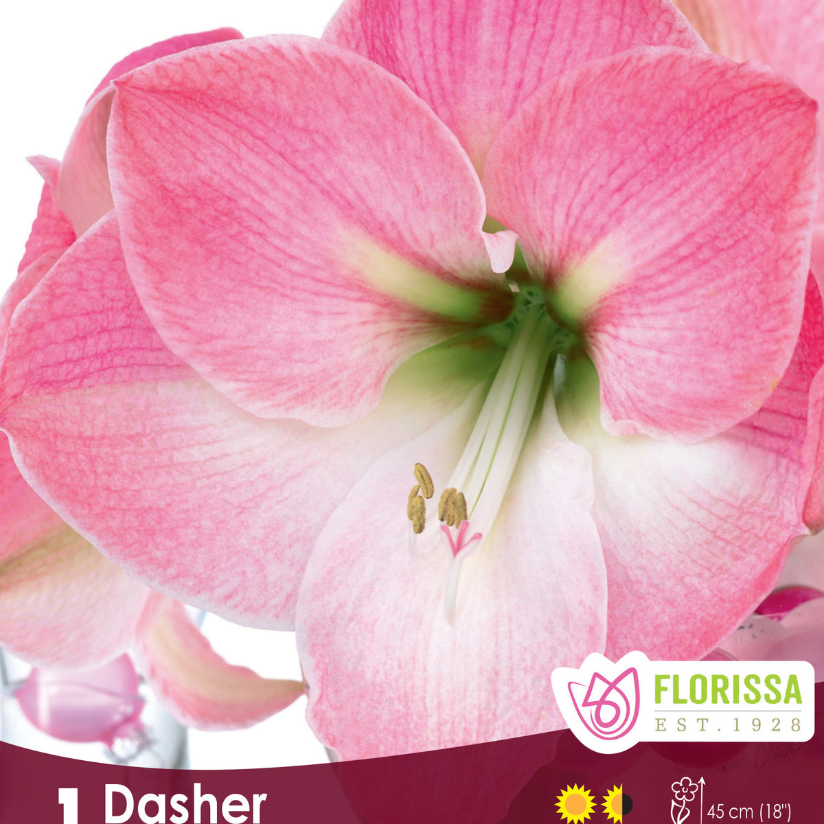 Amaryllis Christmas Blooming - Dasher – Van Noort Bulb Co. Ltd.