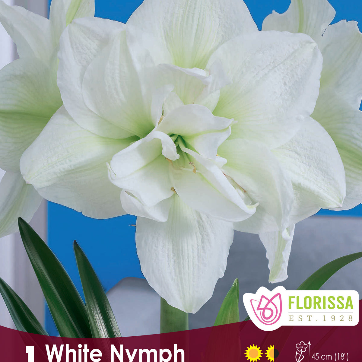 Amaryllis Double - White Nymph – Van Noort Bulb Co. Ltd.