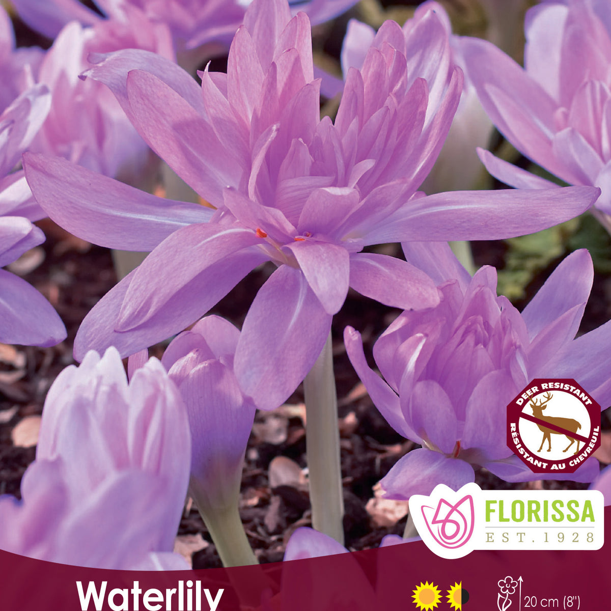 Colchicum Waterlily - Fall Flowering Bulbs Bulk – Van Noort Bulb Co. Ltd.