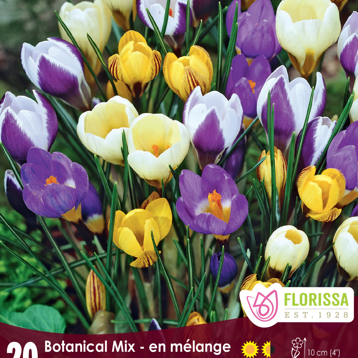 Crocus Snow (Botanical) - Botanical Mix Retail – Van Noort Bulb Co. Ltd.