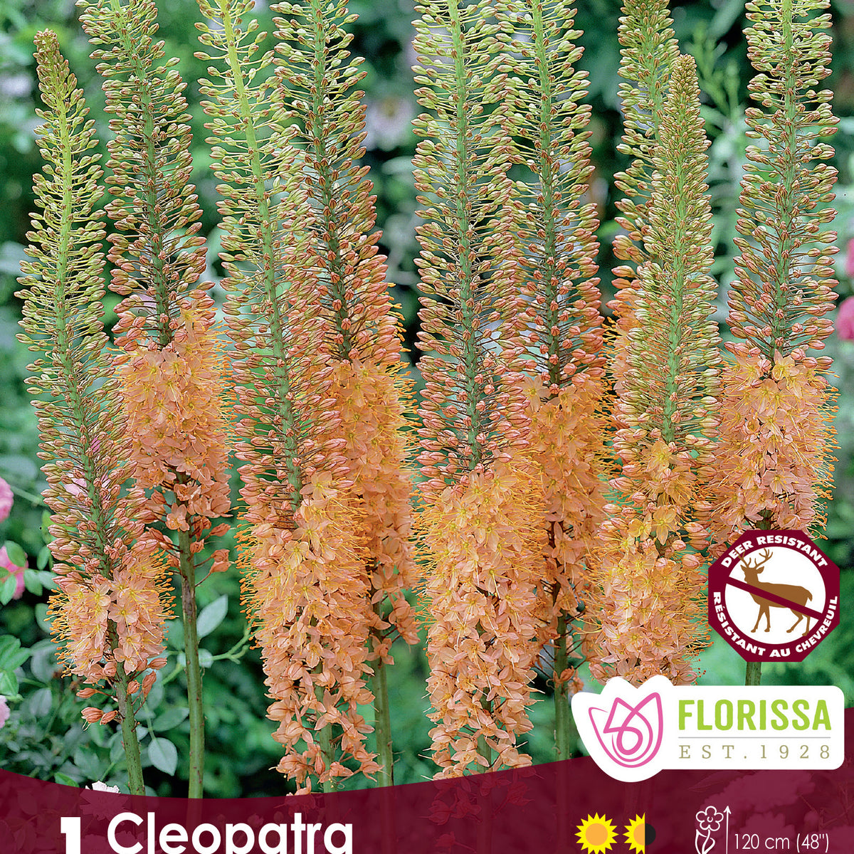 Foxtail Lily Eremurus - Copper Retail – Van Noort Bulb Co. Ltd.