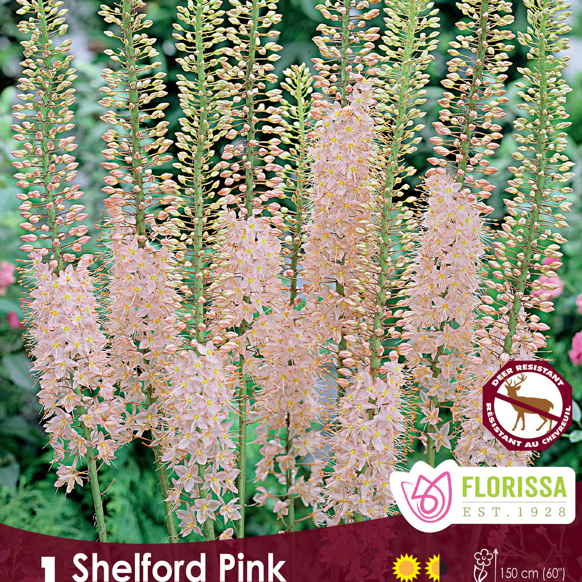 Foxtail Lily Eremurus - Pink Retail – Van Noort Bulb Co. Ltd.