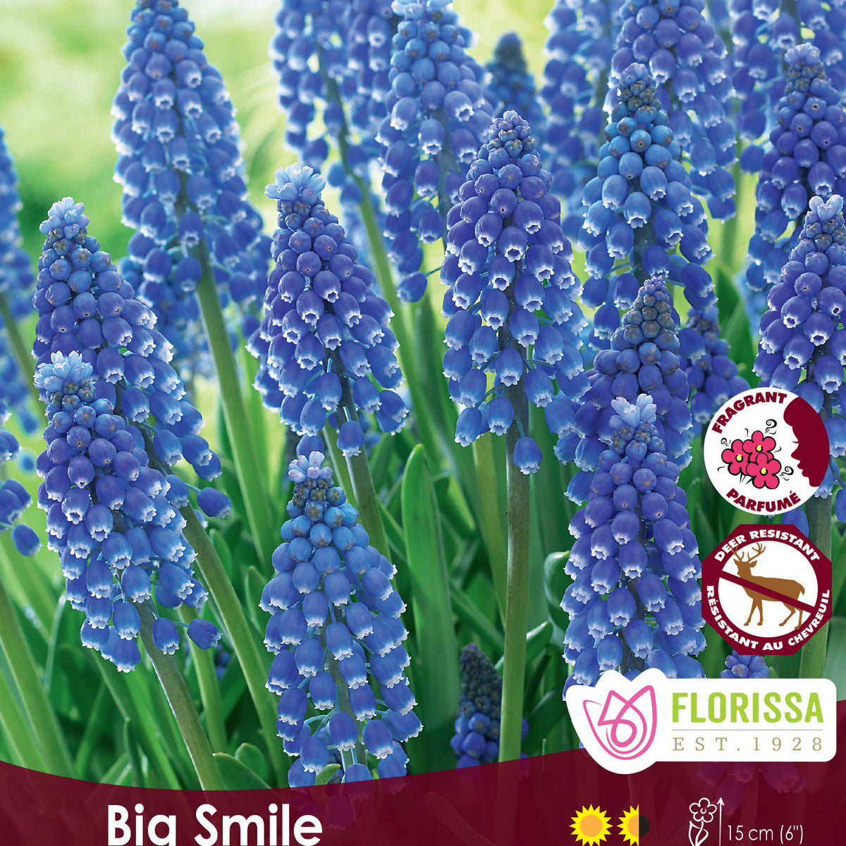 Muscari - Big Smile Bulk – Van Noort Bulb Co. Ltd.
