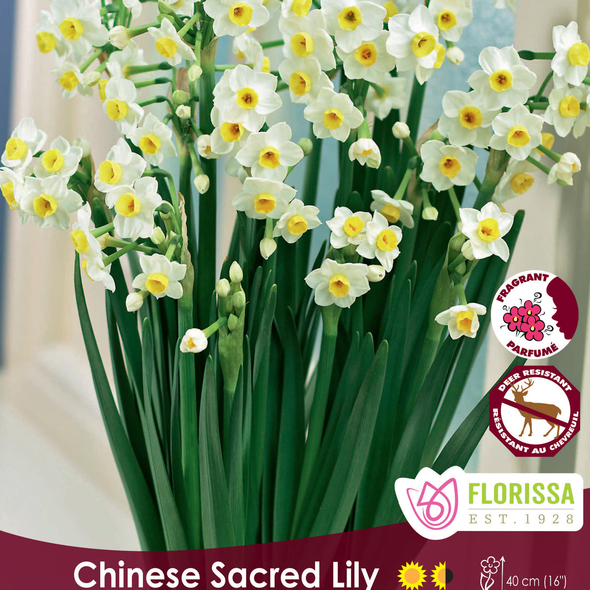 Narcissus Indoor - Chinese Sacred Lily Bulk – Van Noort Bulb Co. Ltd.