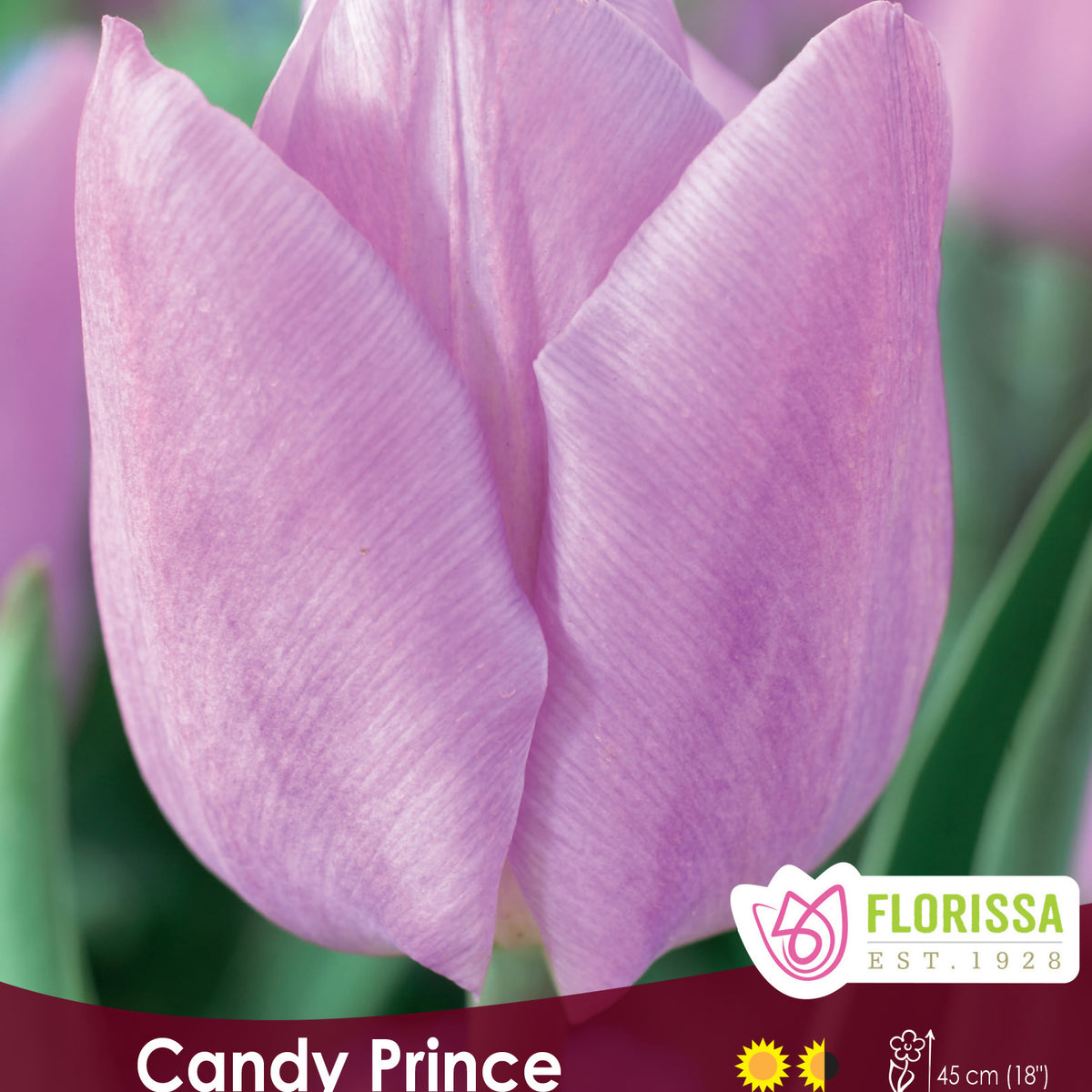 Tulip Single Early - Candy Prince Bulk – Van Noort Bulb Co. Ltd.