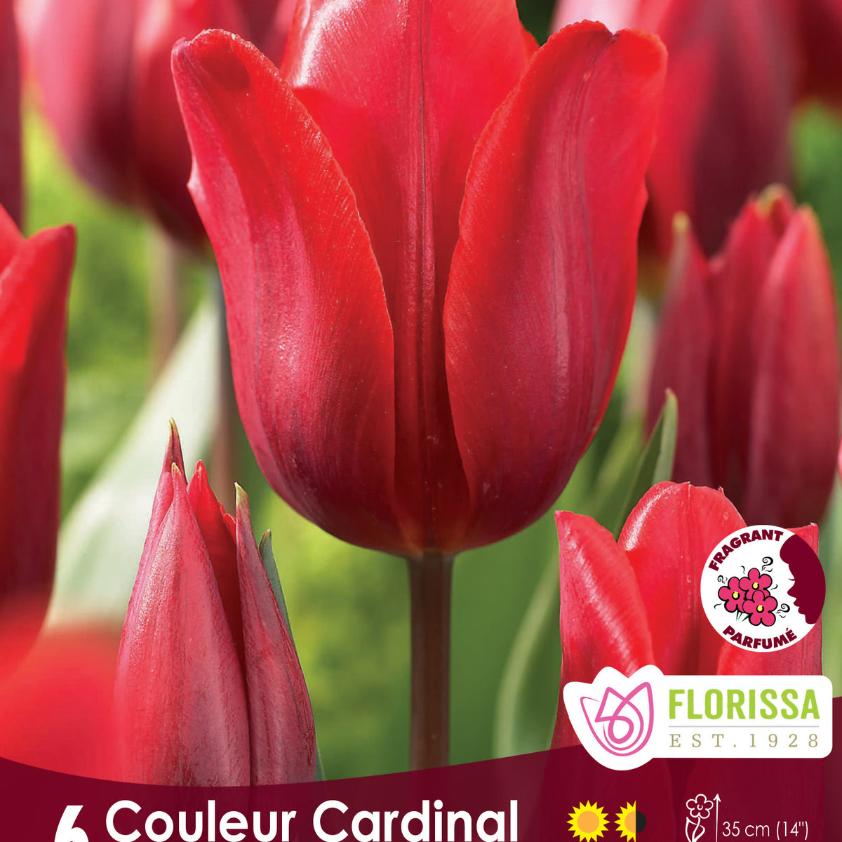 Tulip Single Early - Couleur Cardinal Retail – Van Noort Bulb Co. Ltd.