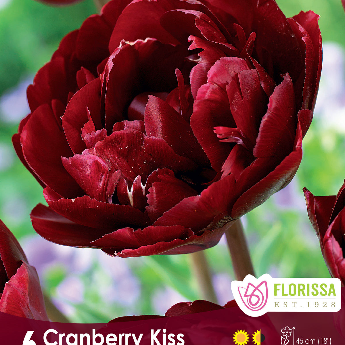 Tulip Double Late - Cranberry Kiss Retail – Van Noort Bulb Co. Ltd.