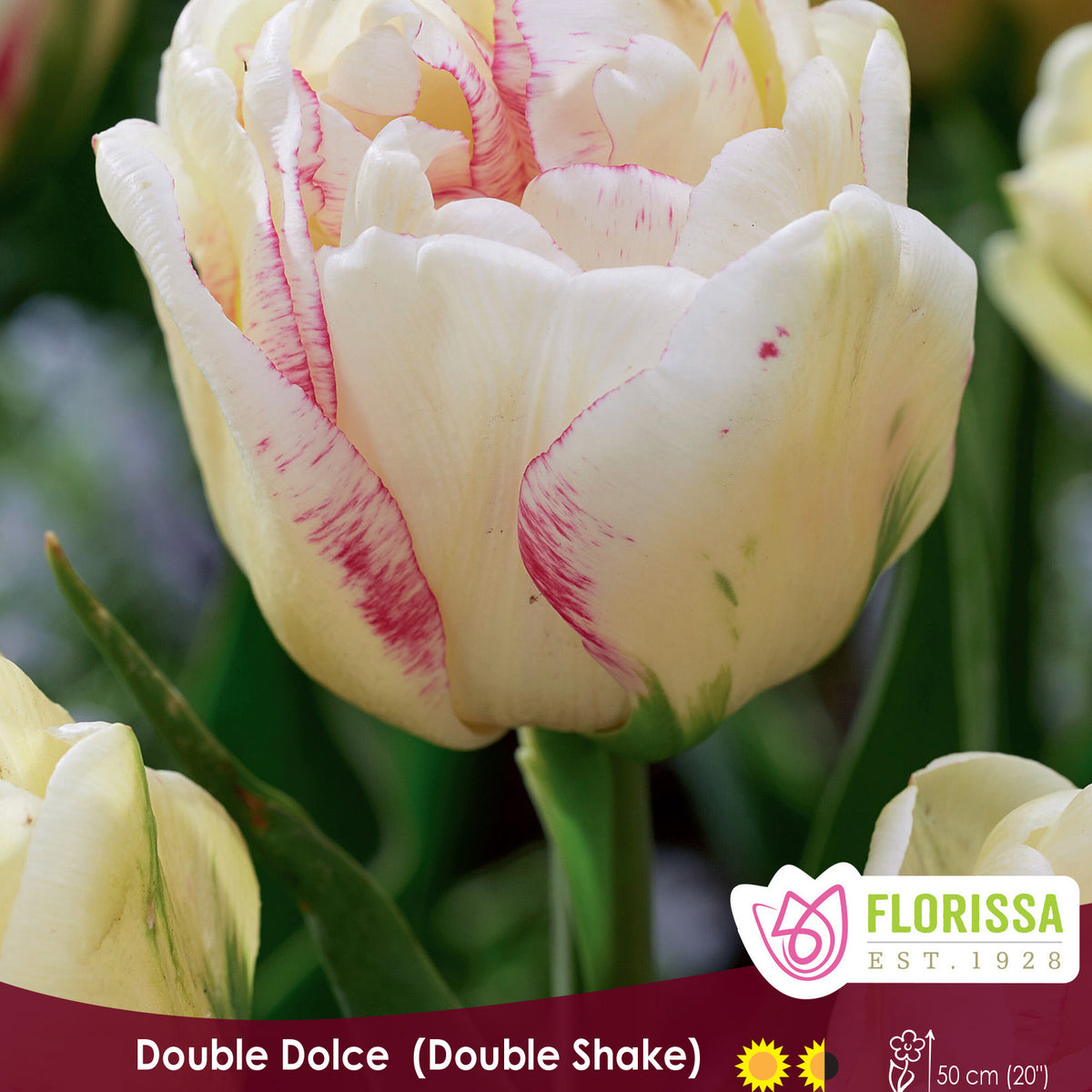 Tulip Double Late - Double Dolce Bulk – Van Noort Bulb Co. Ltd.