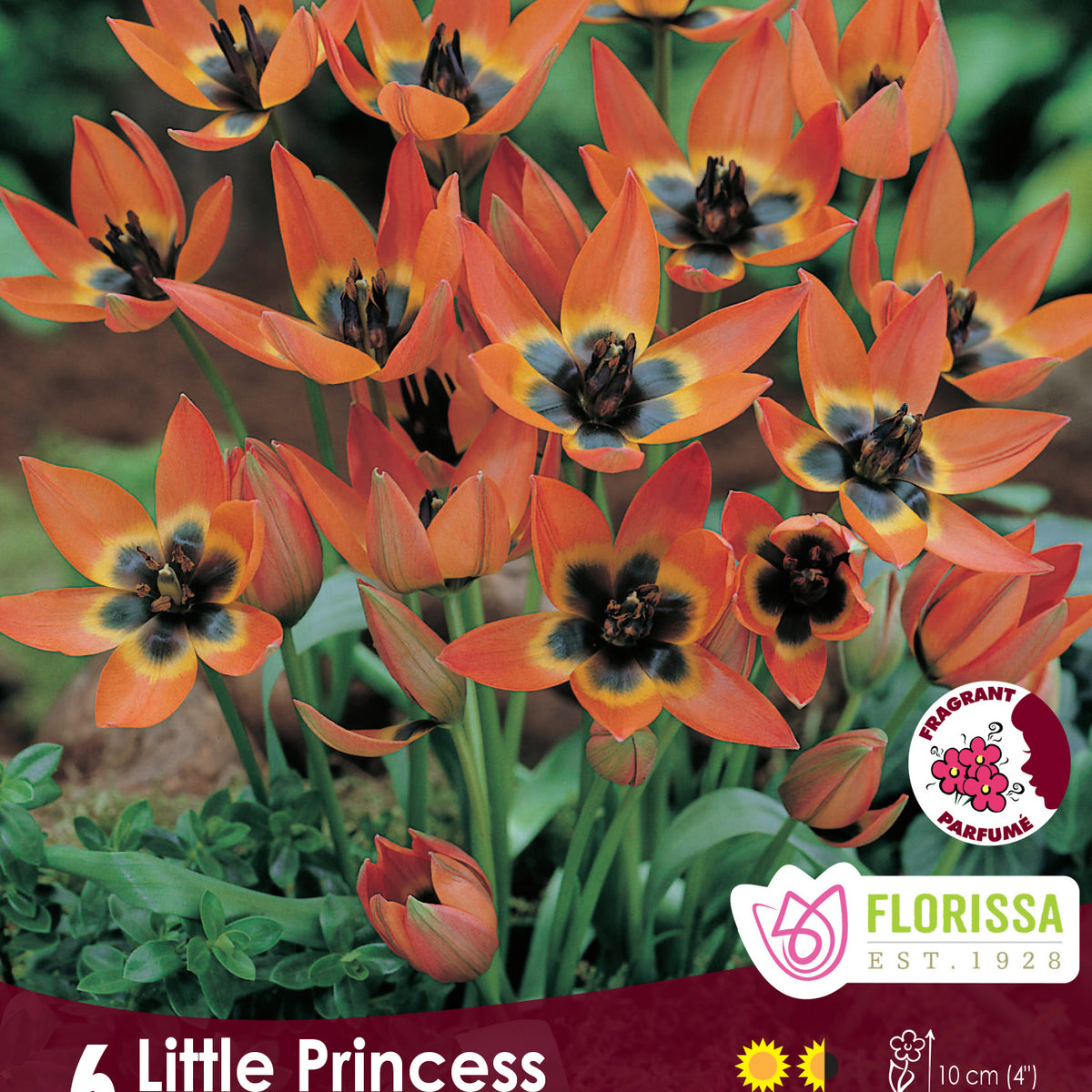 Tulip Botanical - Little Princess Retail – Van Noort Bulb Co. Ltd.