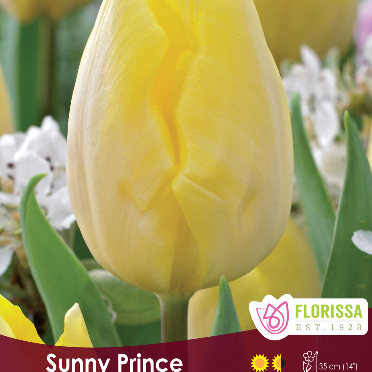 Tulip Single Early - Sunny Prince Bulk – Van Noort Bulb Co. Ltd.