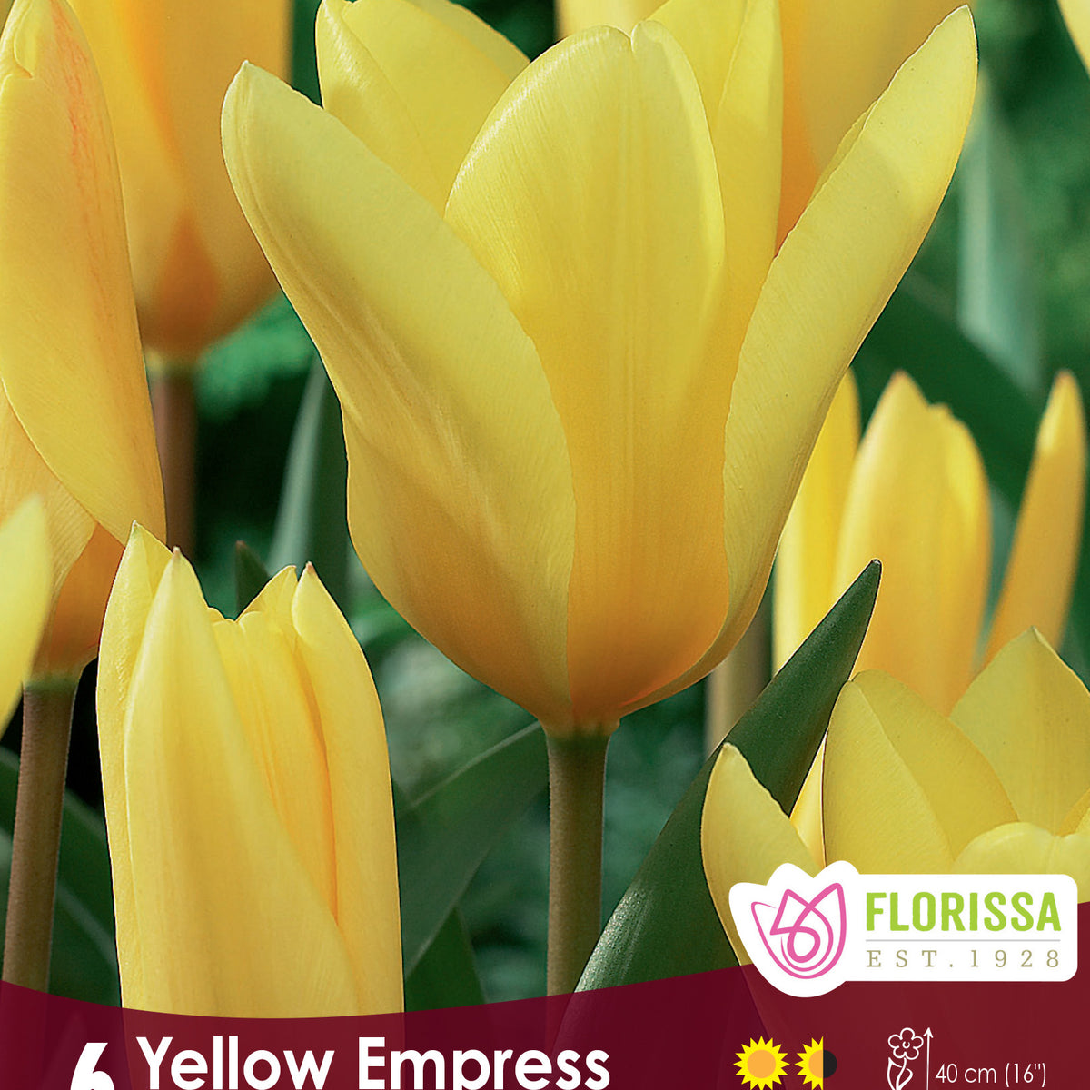 Tulip Fosteriana - Yellow Empress Retail – Van Noort Bulb Co. Ltd.
