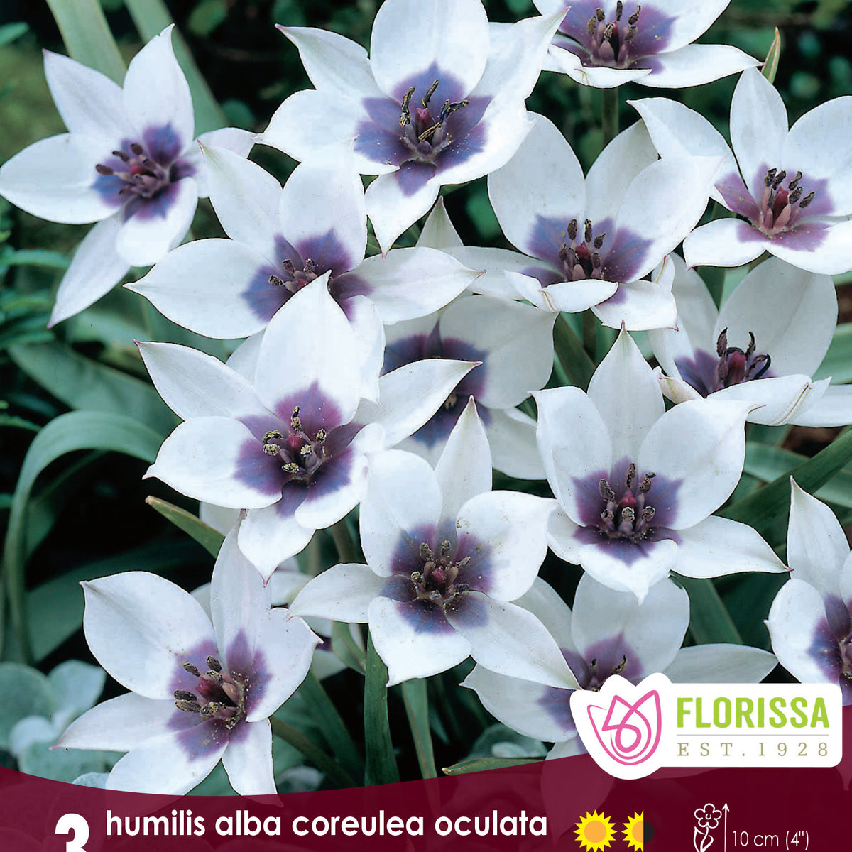 Tulip Botanical - humilis alba coreulea oculata Retail – Van Noort Bulb ...