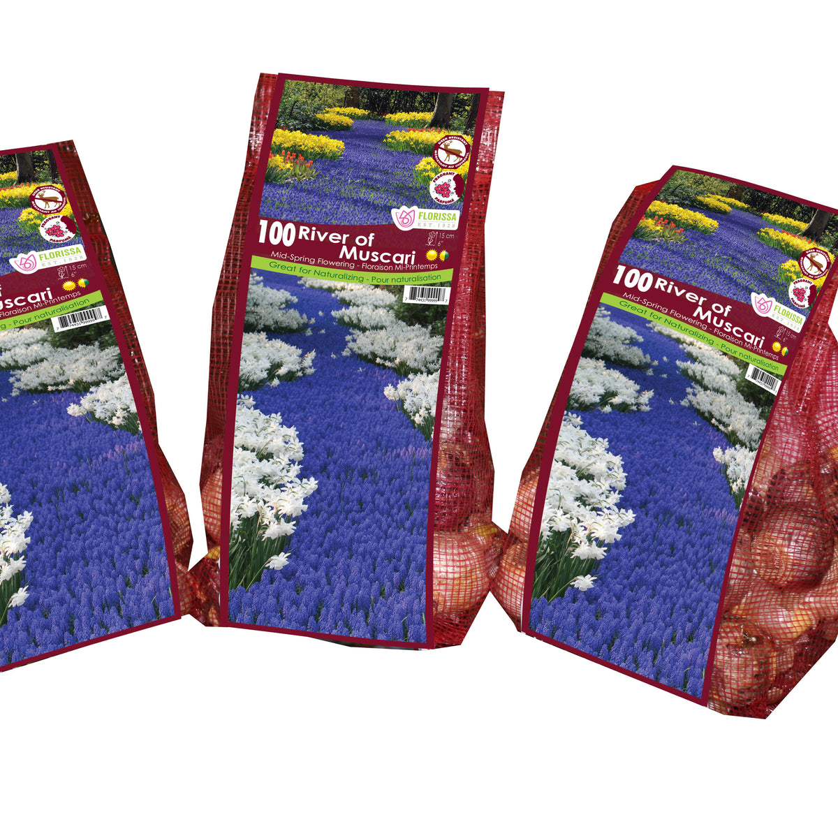 Muscari - River of Muscari Mesh Bagged Bulbs – Van Noort Bulb Co. Ltd.
