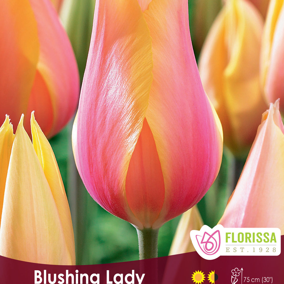 Tulip Single Late - Blushing Lady Bulk – Van Noort Bulb Co. Ltd.