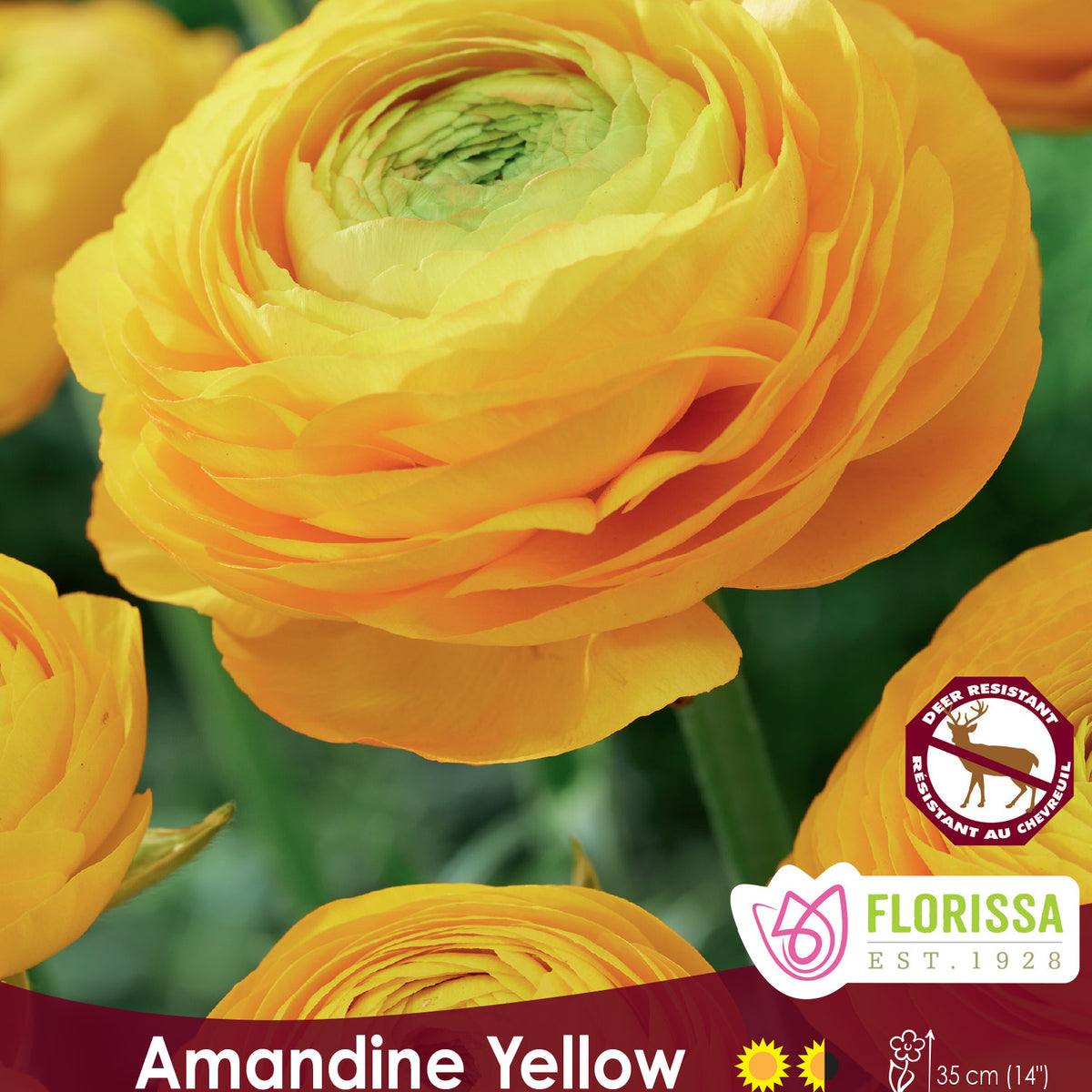 Ranunculus - Amandine Yellow Fall Bulk – Van Noort Bulb Co. Ltd.