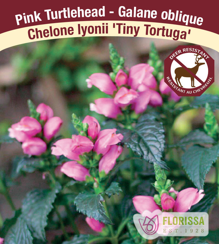 Chelone - Tiny Tortuga – Van Noort Bulb Co. Ltd.