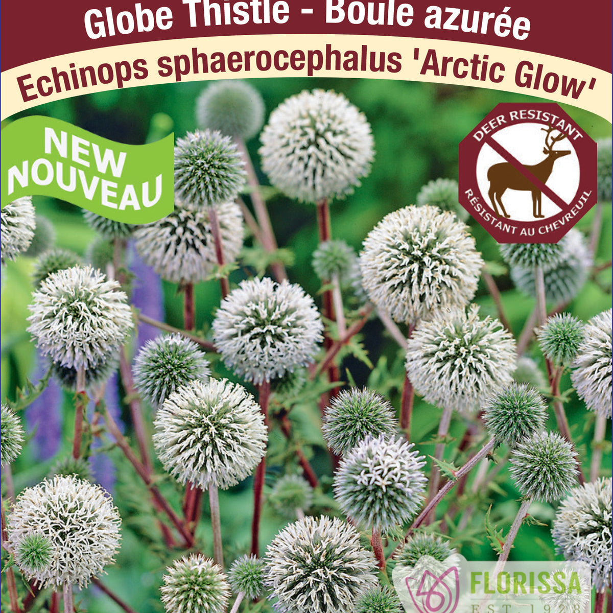 Echinops - Arctic Glow – Van Noort Bulb Co. Ltd.