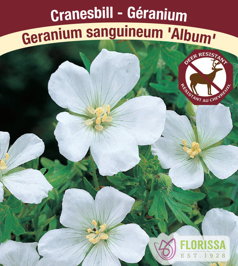Geranium - sang. Album – Van Noort Bulb Co. Ltd.