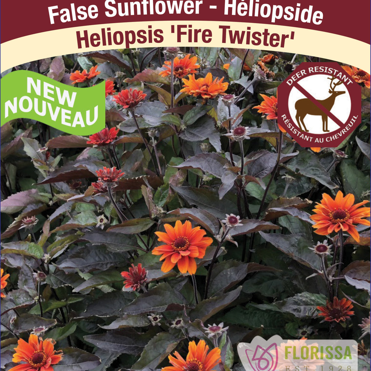 Heliopsis - Fire Twister – Van Noort Bulb Co. Ltd.