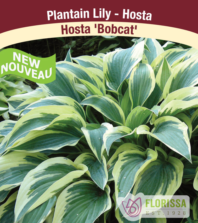 Hosta - Bobcat – Van Noort Bulb Co. Ltd.