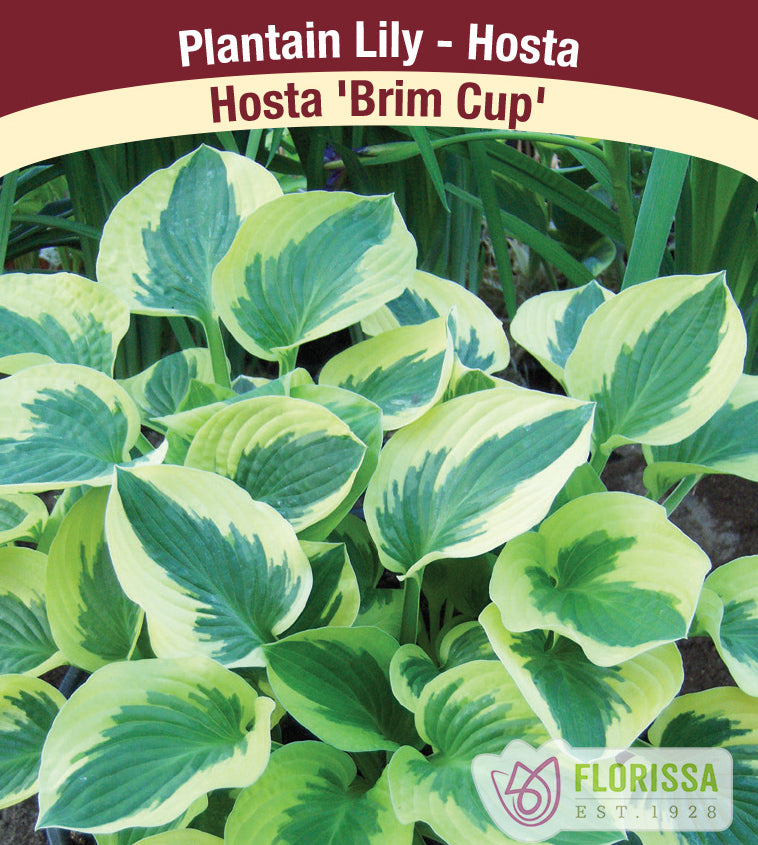 Hosta - Brim Cup – Van Noort Bulb Co. Ltd.