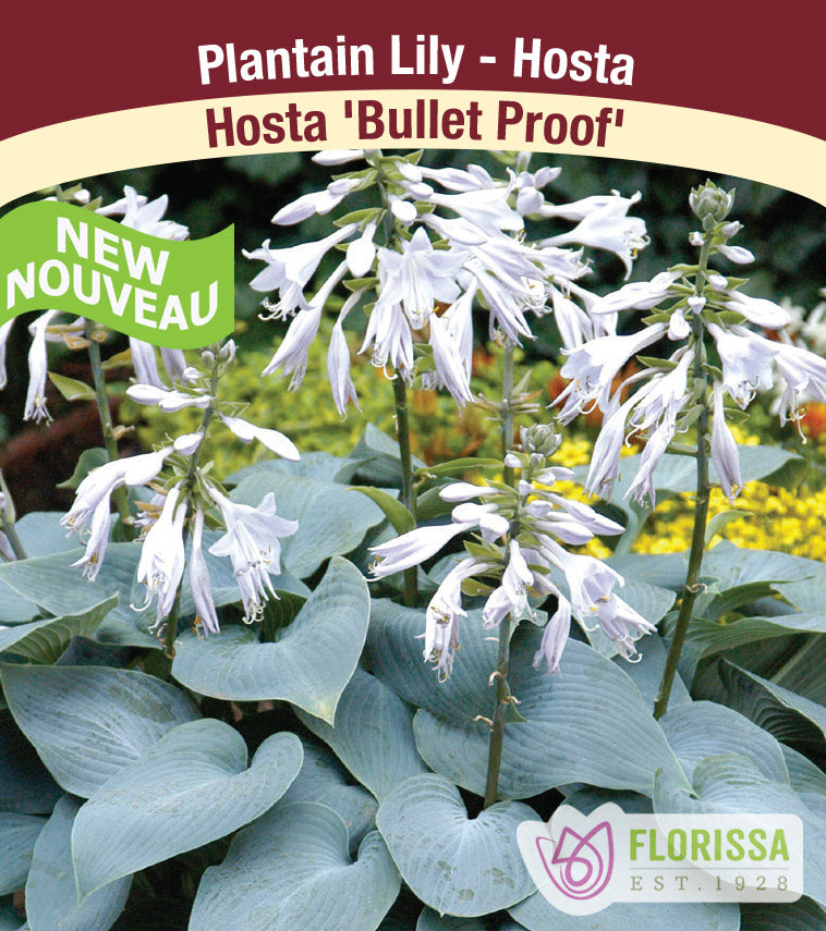 Hosta - Bullet Proof – Van Noort Bulb Co. Ltd.