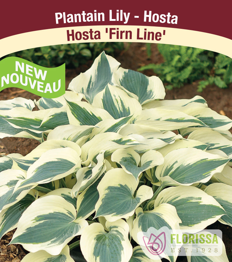 Hosta - Firn Line – Van Noort Bulb Co. Ltd.