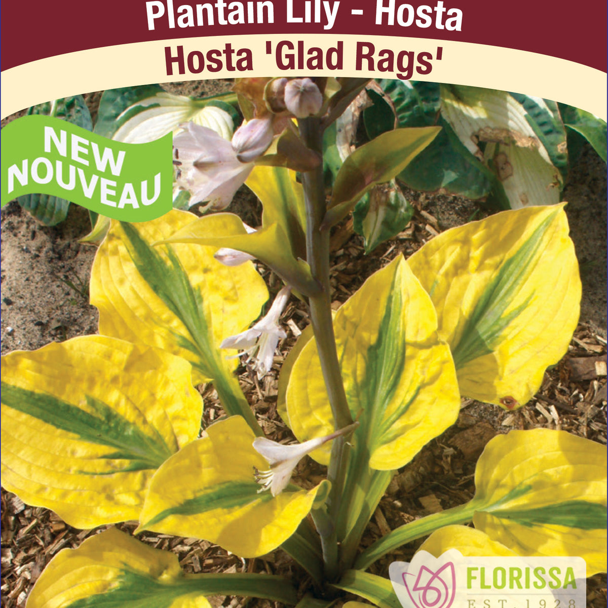 Hosta - Glad Rags – Van Noort Bulb Co. Ltd.