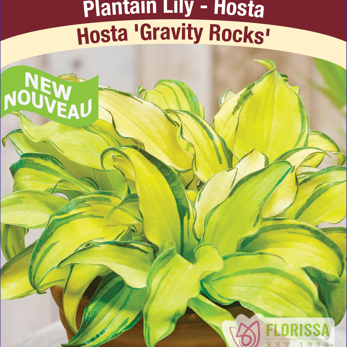 Hosta - Gravity Rocks – Van Noort Bulb Co. Ltd.