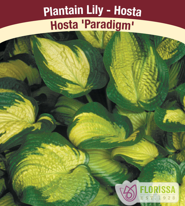 Hosta - Paradigm – Van Noort Bulb Co. Ltd.