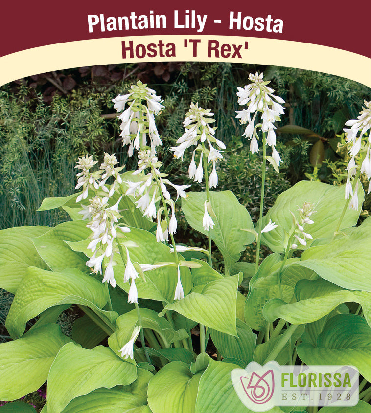 Hosta - T Rex – Van Noort Bulb Co. Ltd.