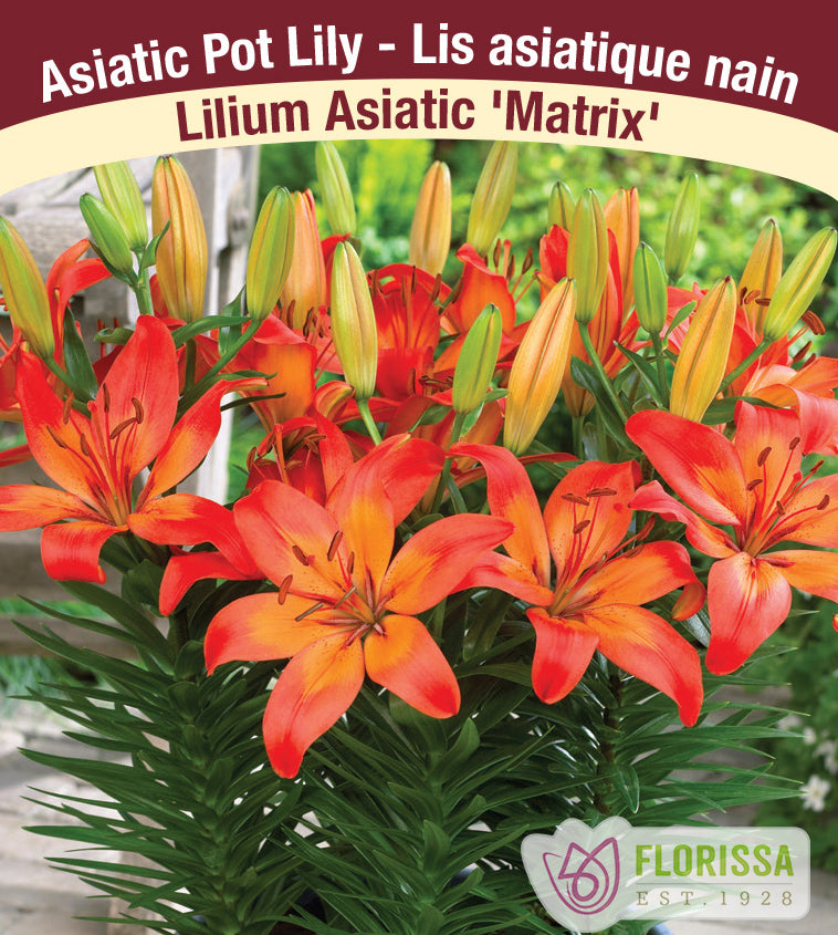 Lilium Asiatic Pot - Matrix – Van Noort Bulb Co. Ltd.