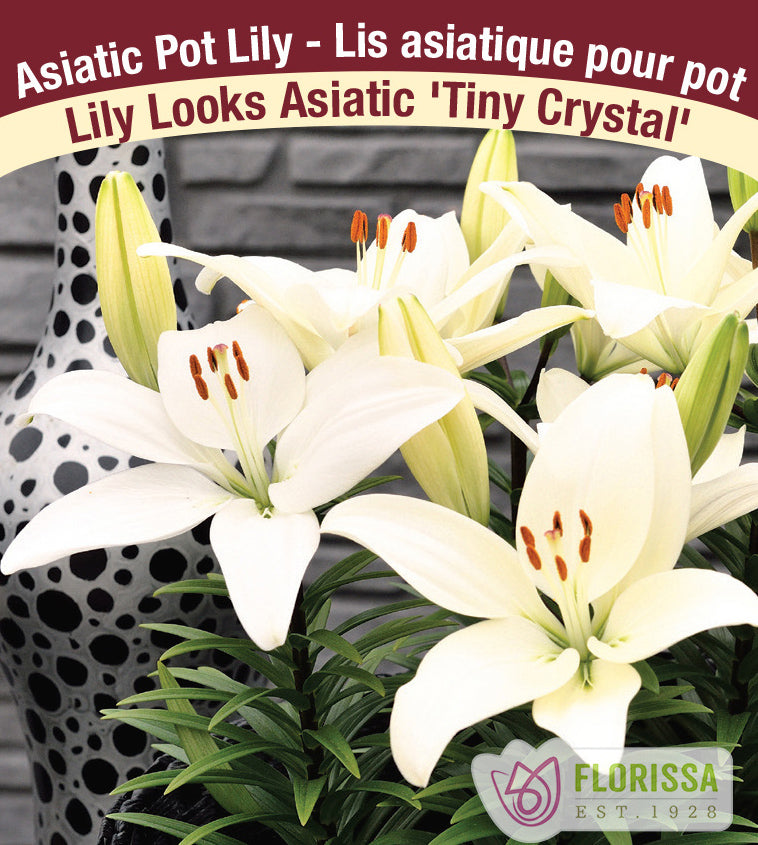 Lilium Asiatic Pot - Tiny Crystal – Van Noort Bulb Co. Ltd.
