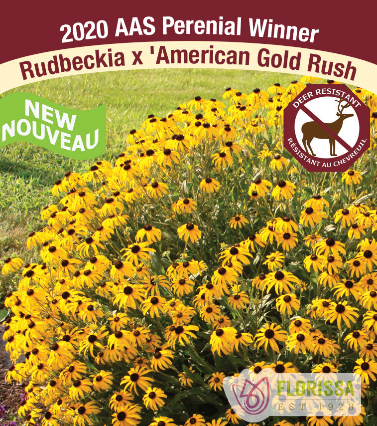 Rudbeckia - American Gold Rush – Van Noort Bulb Co. Ltd.