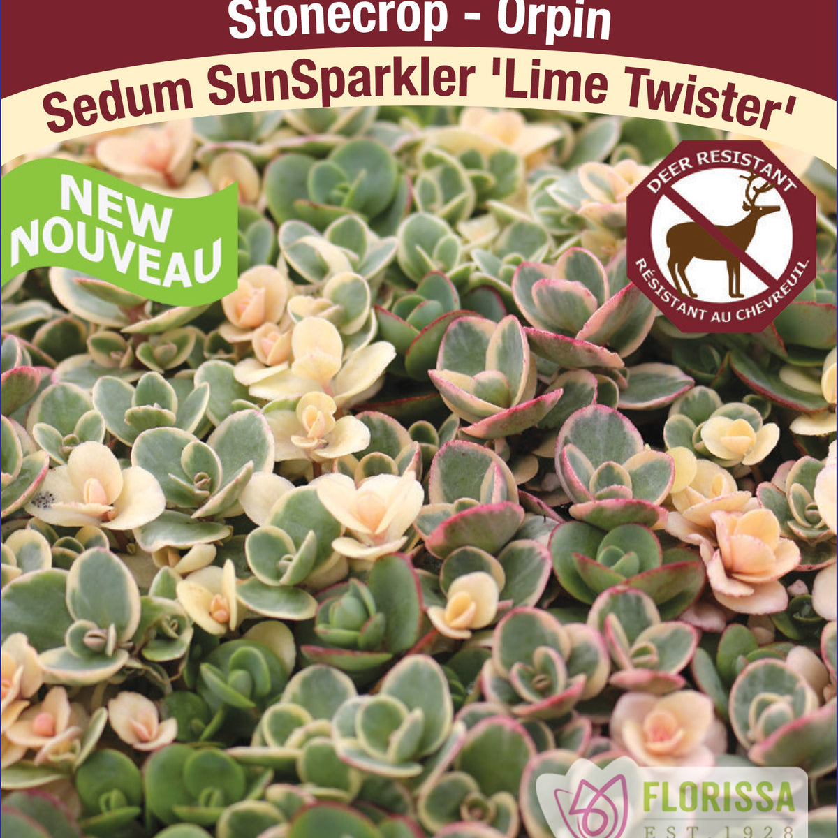 Sedum - SunSparkler Lime Twister – Van Noort Bulb Co. Ltd.